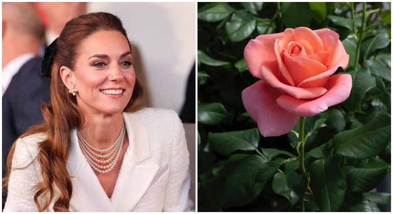 'Catherine's Rose' Celebrates Princess Kate's Commitment To Healing And ...